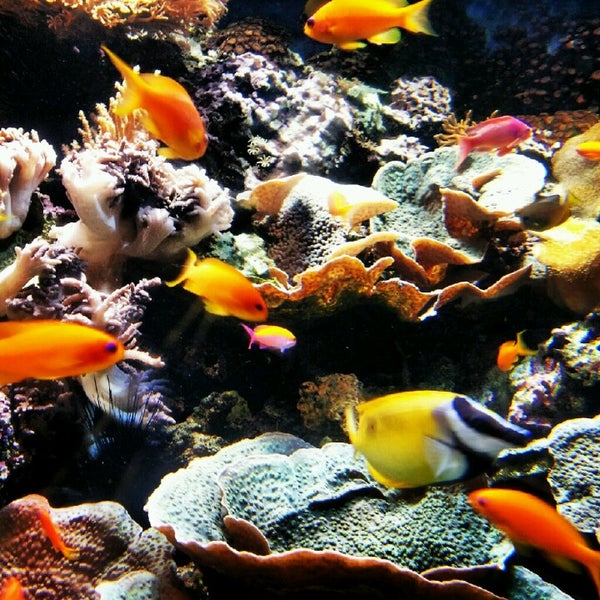 Sea Life London Aquarium - Waterloo - 129 tips