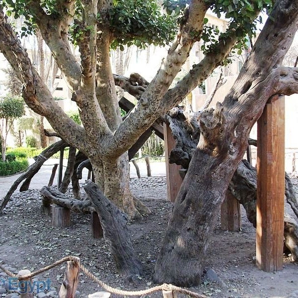 Virgin Mary Tree | شجرة العذراء مريم - Matariya, القاهرة
