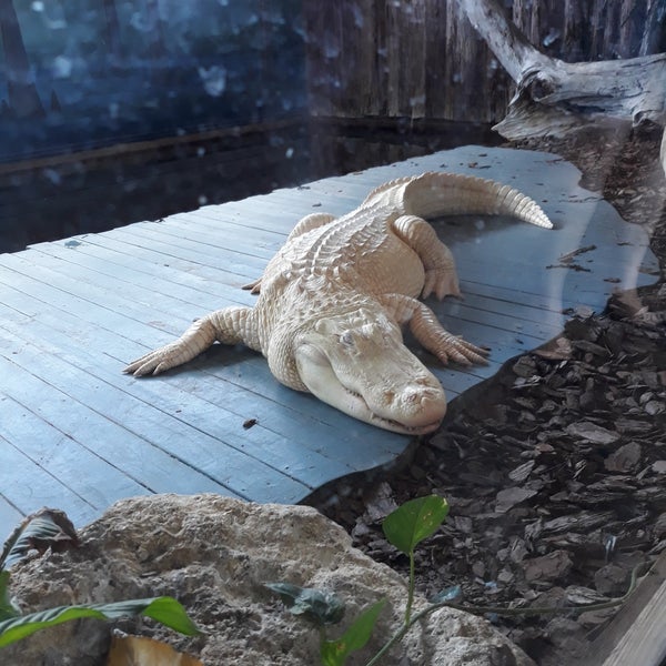 Gatorland Gift Shop - Orlando, FL