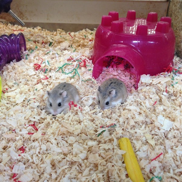 Robo Dwarf Hamster Petsmart