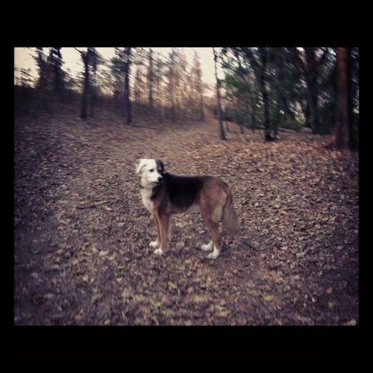 Photos at Arlington Arkwright Dog Park - Payne - Phalen - 5 tips