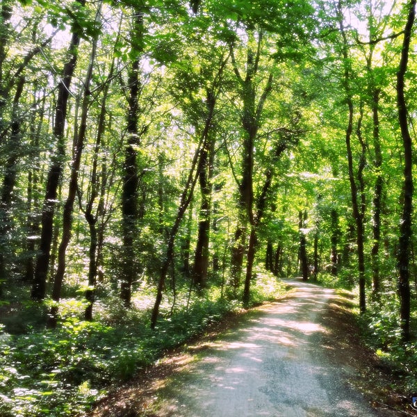Unterbacher See - Unterbach - Großer Torfbruch