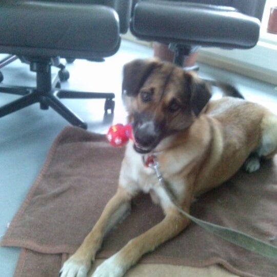 Patversme Dzivnieku Draugs - Šampēteris - Rīga, Riga