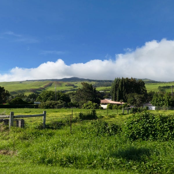 Waimea Town - Town