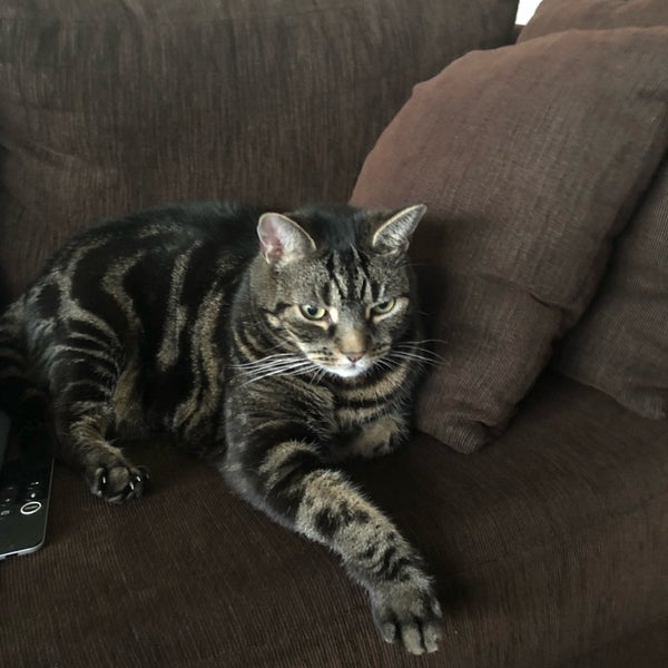 bukhamseen tower - al majaz