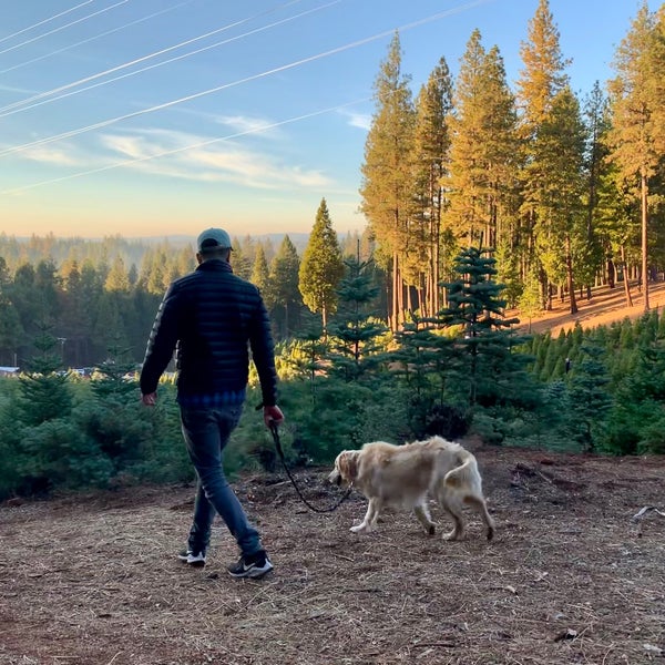 Indian Rock Tree Farm - Camino, CA