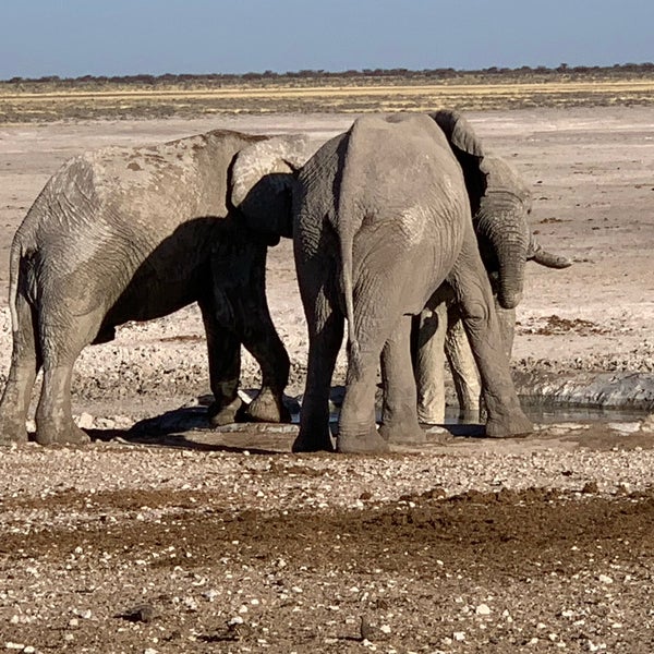 Etosha National Park - Ombika, Kunene