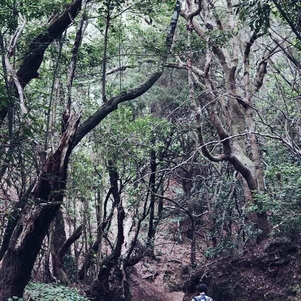 parque nacional de anaga - Forest