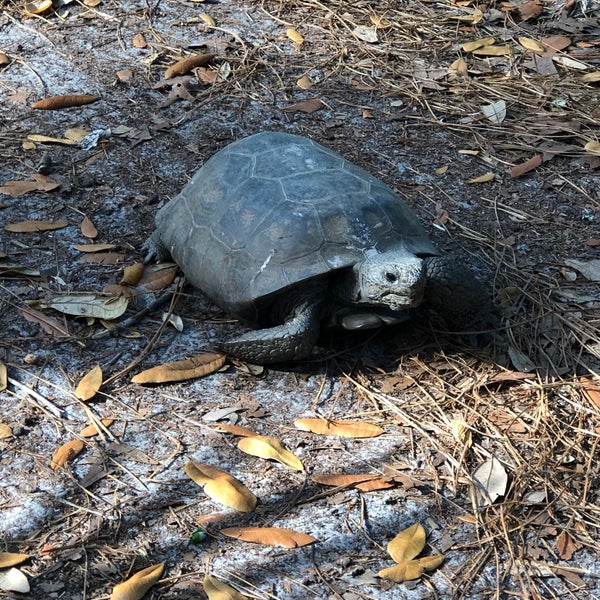 Robert W. Loftin Nature Trails at the University of North Florida ...
