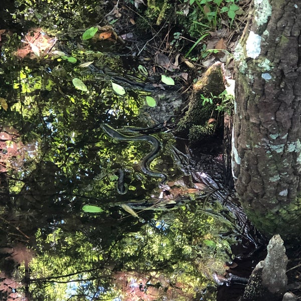 Robert W. Loftin Nature Trails at the University of North Florida ...