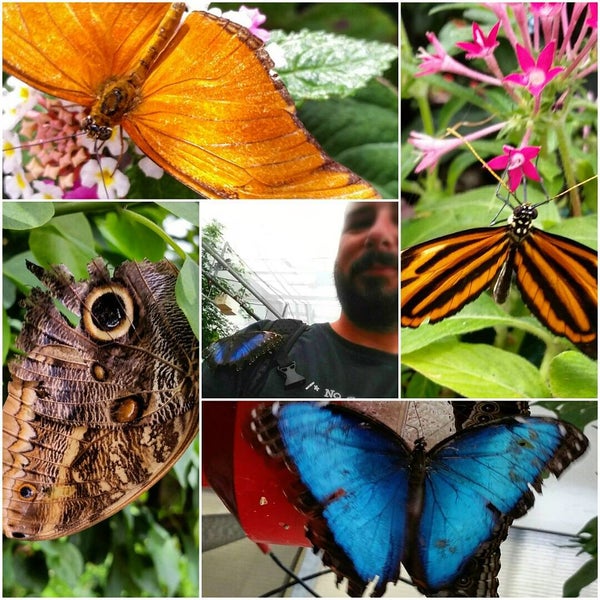 Butterfly House - 4 tips