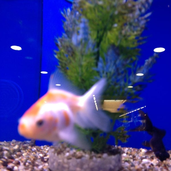 Dobbies Garden Centre Fish Tanks | Fasci Garden