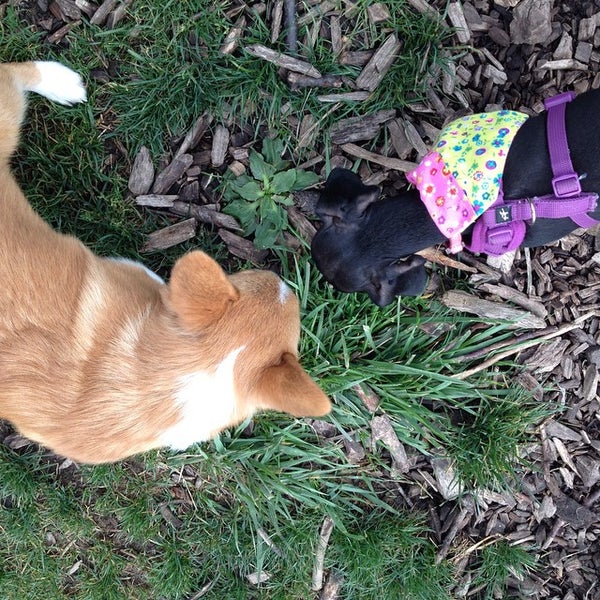 Hazelia Field Dog Park - West Lynn - West Linn, OR