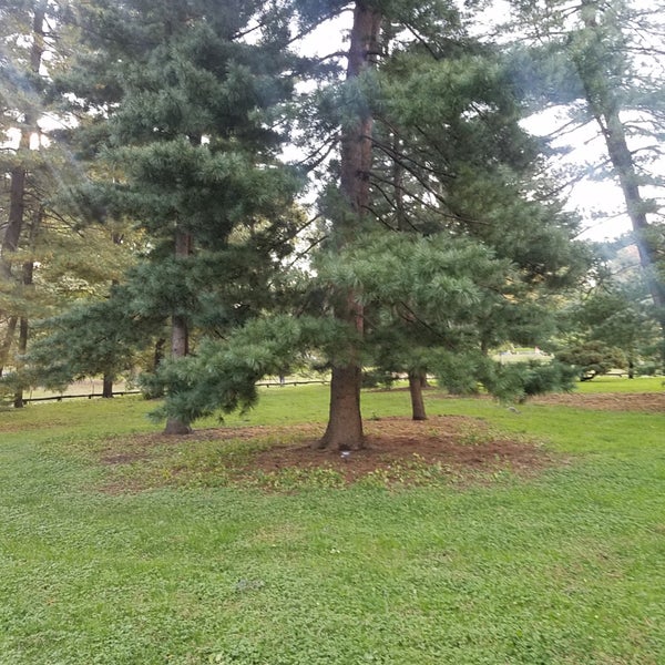 Photos at Arthur Ross Pinetum - Central Park - Central Park W