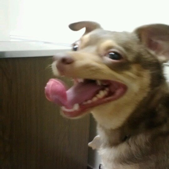 Center Line Veterinary Hospital - 1 tip