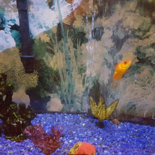 Photos at Foon Ying Chinese Restaurant - Chinese Restaurant in Indianapolis