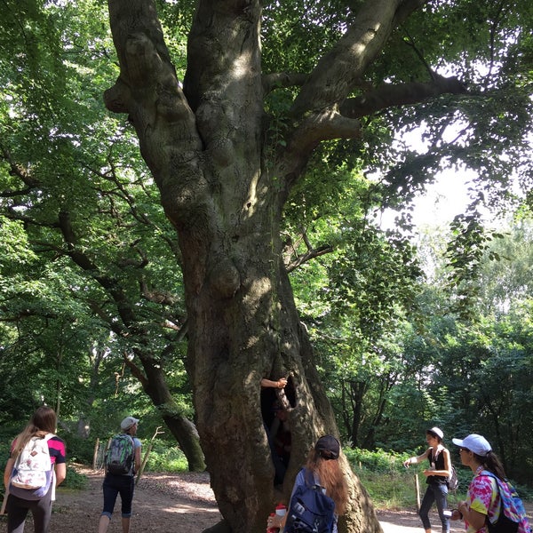 The Hollow Tree - Tree in London