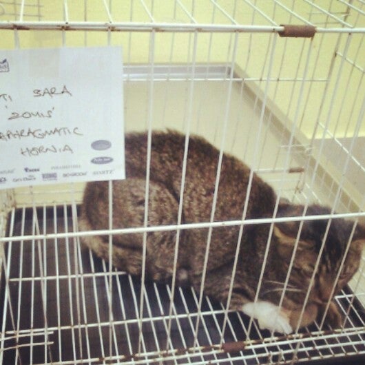 Photos at Gasing Veterinary Hospital - Veterinarian in Petaling Jaya
