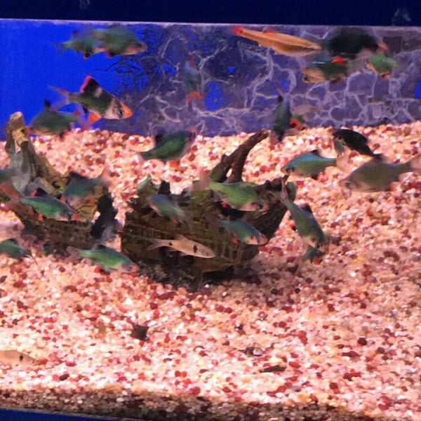 Dobbies Garden Centre Fish Tanks | Fasci Garden