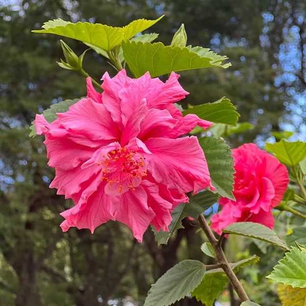 Kula Botanical Gardens - 6 tips from 437 visitors