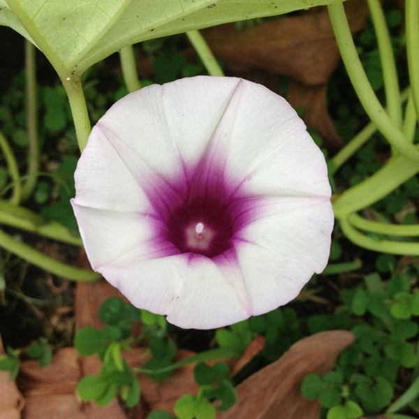 Mess Hall Babo Base Camp - 3 tips from 11 visitors