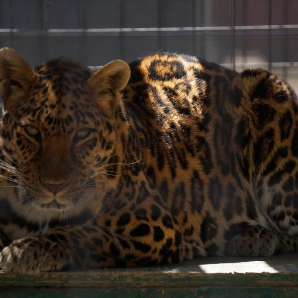 Photos at Exotic Feline Breeding Compound's Feline Conservation Center ...