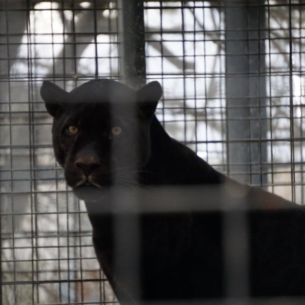 Photos at Exotic Feline Breeding Compound's Feline Conservation Center ...