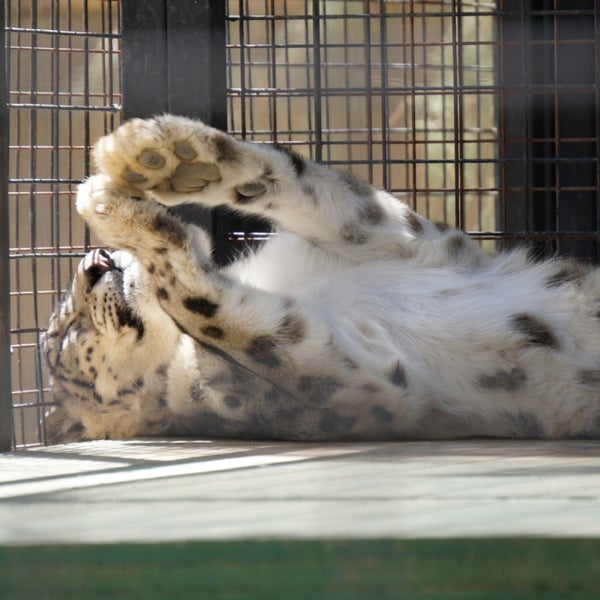 Photos at Exotic Feline Breeding Compound's Feline Conservation Center ...