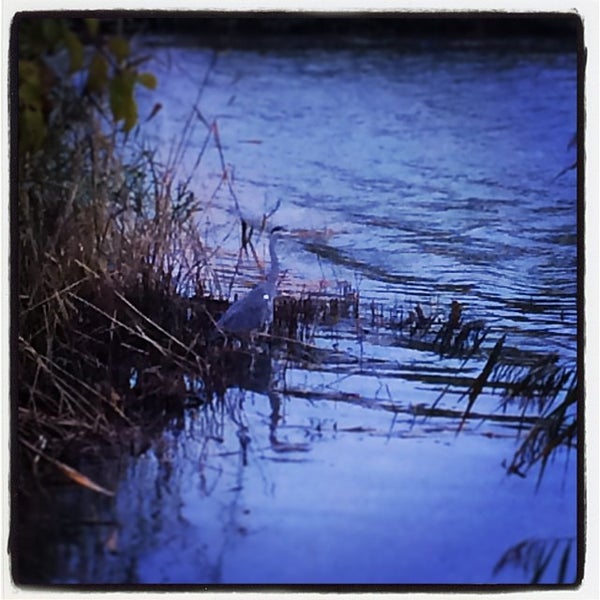 RSPB Radipole Lake - Lake