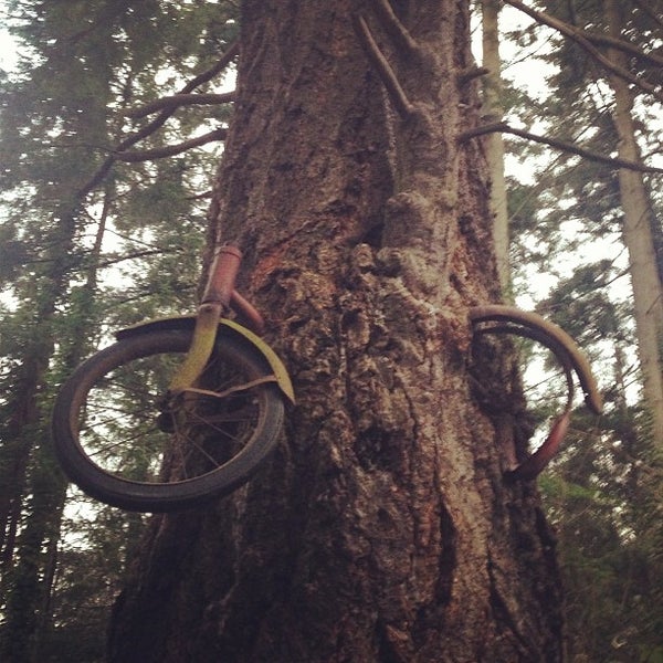 Vashon Island Bike Tree - Historic and Protected Site in Vashon