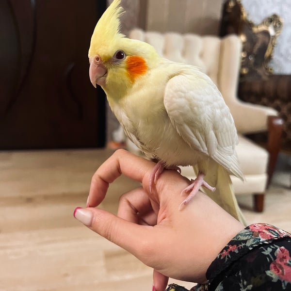 Shahnaz - Italian Restaurant in Tabriz