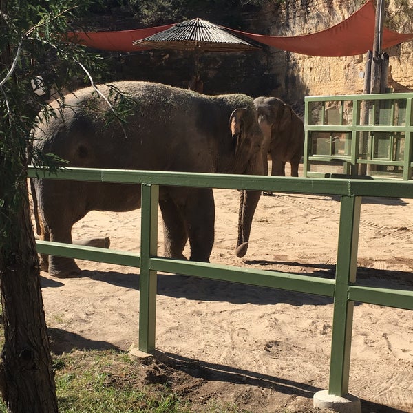 Elephant Exhibit - Zoo Exhibit in Uptown Broadway
