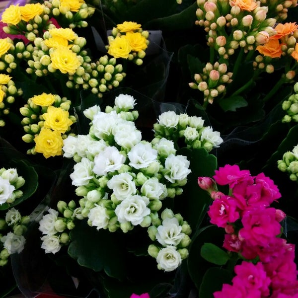 Castilla Floristería - Flower Store