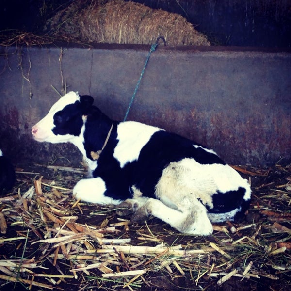 Quesería de Don Wicho - Chipilo de Francisco Javier Mina, Puebla