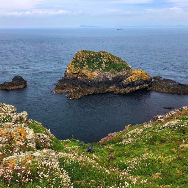 Skomer Island - 7 tips from 84 visitors