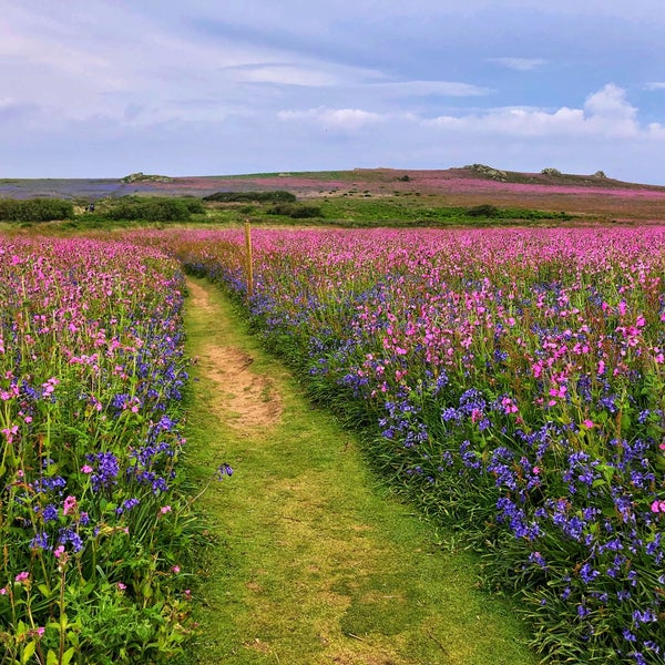 Skomer Island - 7 tips from 84 visitors