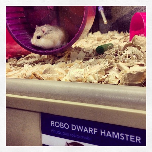 Robo Dwarf Hamster Petsmart