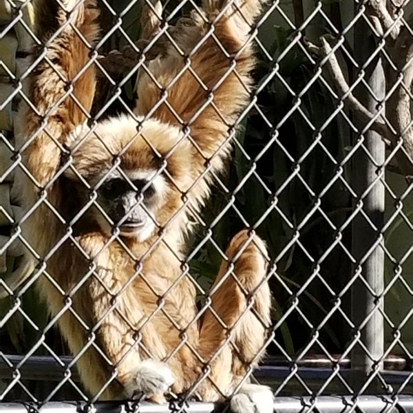 White-Handed Gibbon Exhibit - Zoo Exhibit in Sacramento