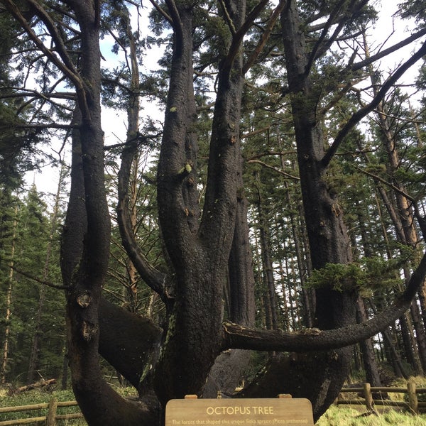 Photos at Octopus Tree - Cape Meares Lighthouse Dr