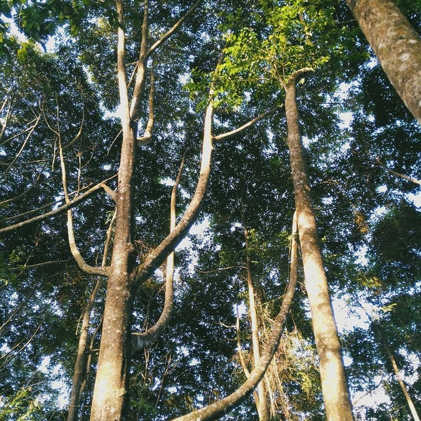 Pejibaye