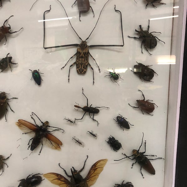 Museo de Bichos e Insectos - Museum