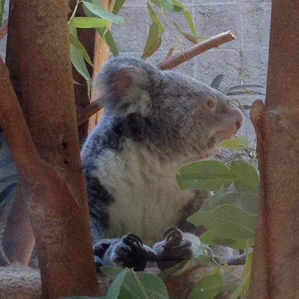 Koala Exhibit - Australia & The Islands