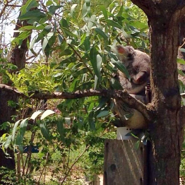 Koala Exhibit - Australia & The Islands