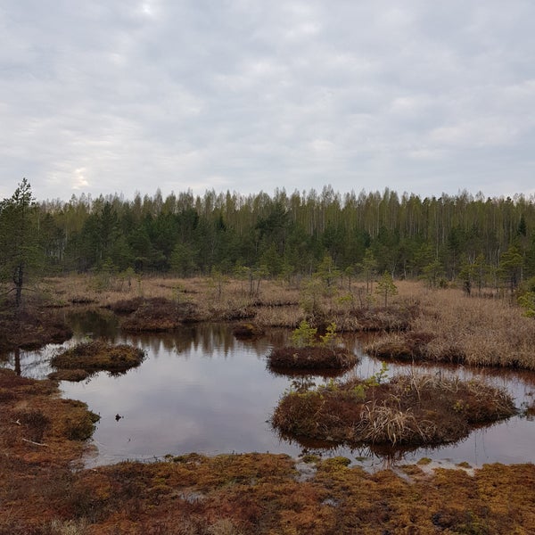 Raganu purvs - Forest