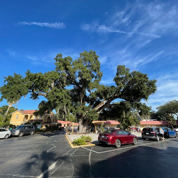 Photos at The Old Senator Tree - Tree