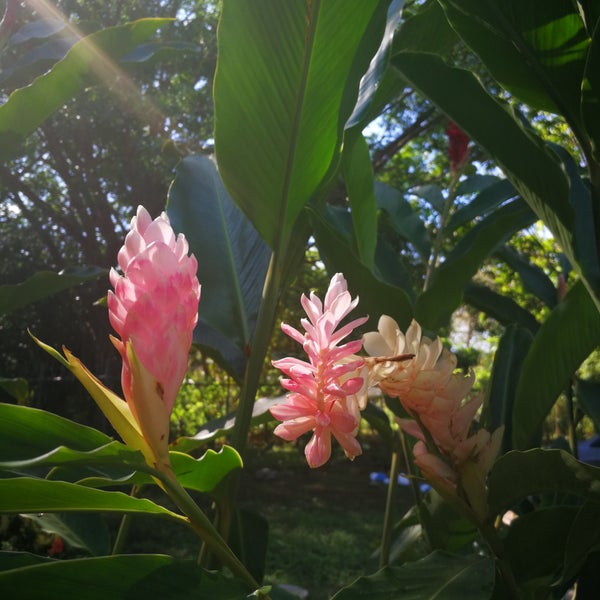 Playa Matapalo - Beach