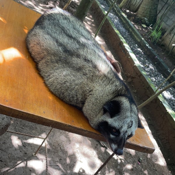 Musang Pandan Obesitas