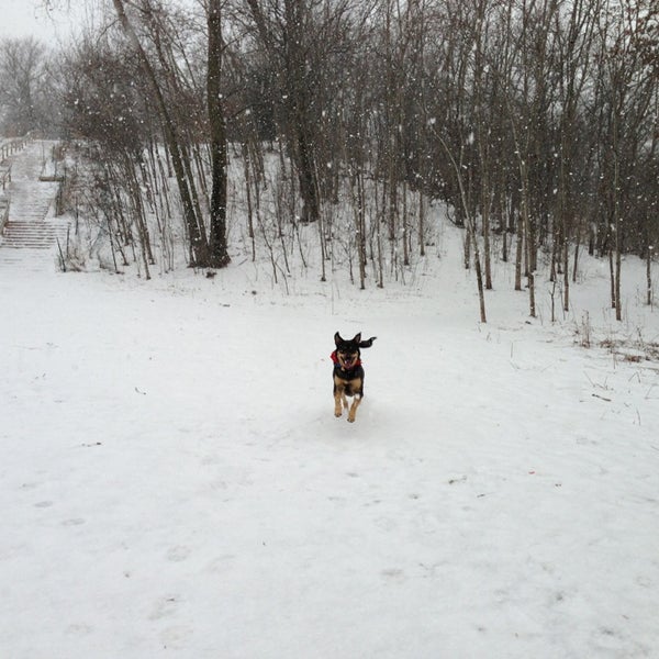 Photos at Arlington Arkwright Dog Park - Payne - Phalen - 5 tips