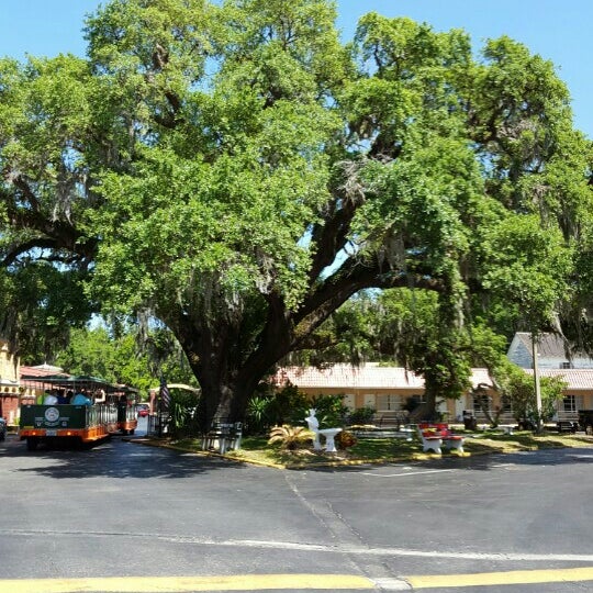 Photos at The Old Senator Tree - Tree