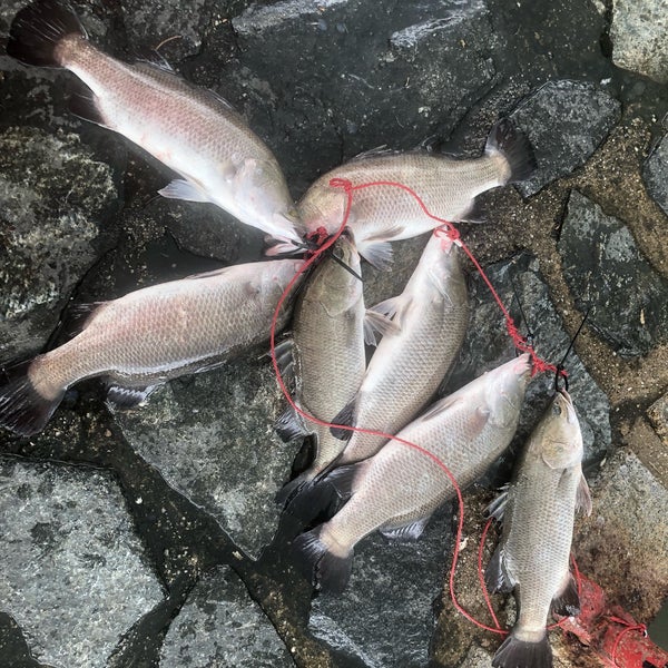 Pasir Ris Town Park Fishing Pond - Pasir Ris - 26 tips from 2607 visitors